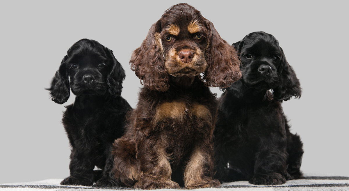 Cocker spaniel amerykański — wszystkie informacje i opis rasy - Zoocial.pl